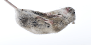 Cuando El Ratón Se Muere >